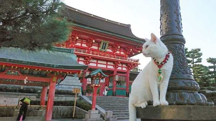 Japan has a cat shrine with the cutest monks — caught in photographs