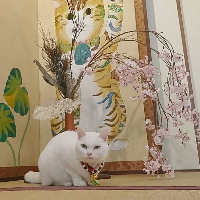 Japan has a cat shrine with the cutest monks — caught in photographs