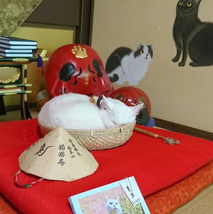 Japan has a cat shrine with the cutest monks — caught in photographs
