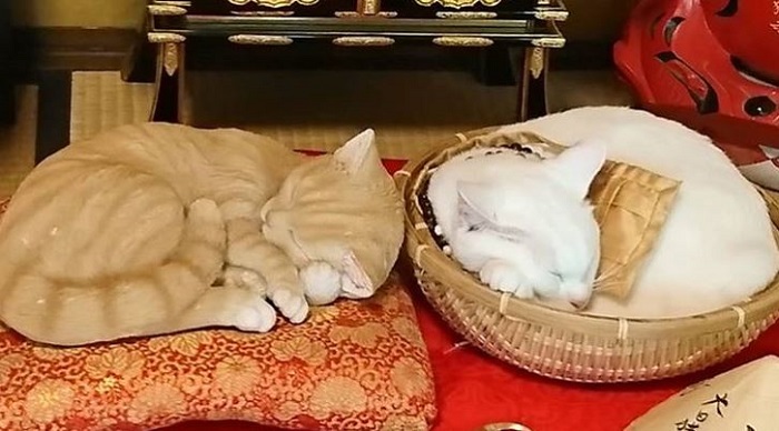 Japan has a cat shrine with the cutest monks — caught in photographs