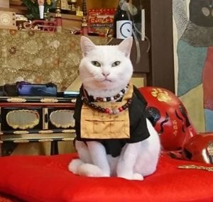 Japan has a cat shrine with the cutest monks — caught in photographs