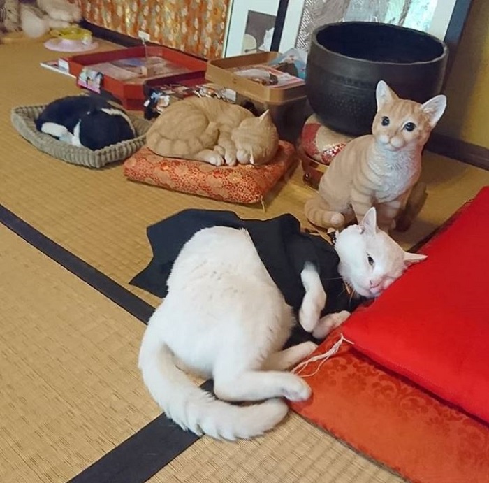 Japan has a cat shrine with the cutest monks — caught in photographs