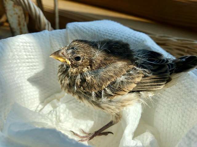 Woman discovers tiny baby bird that fell from nest, helps nurse him ...