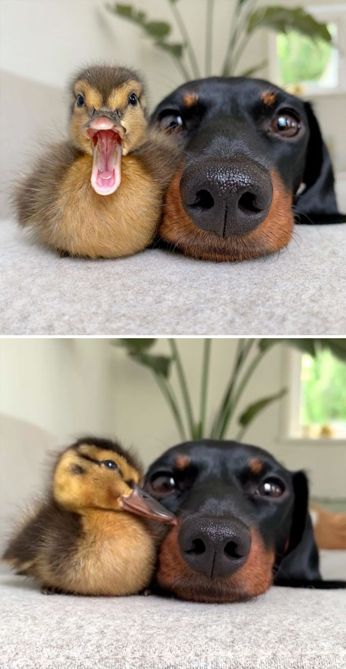 45 Adorable ducks in their happiest and blessed moments