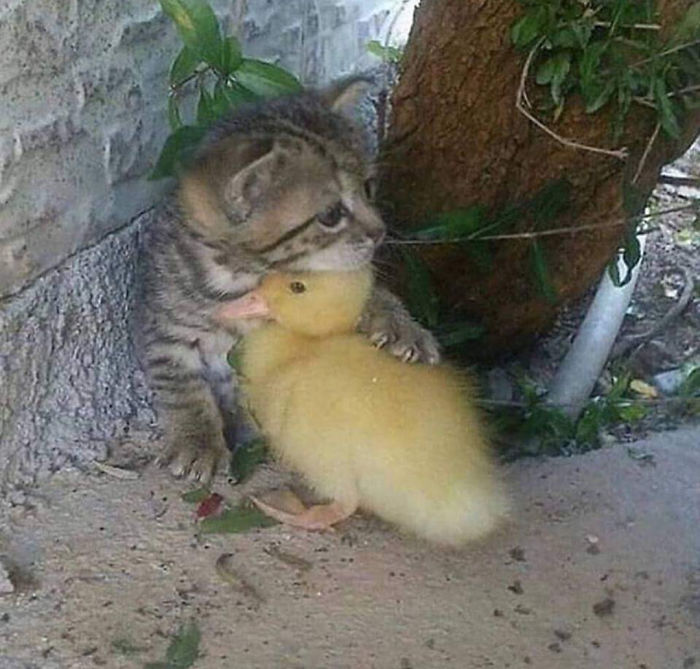 45 Adorable ducks in their happiest and blessed moments