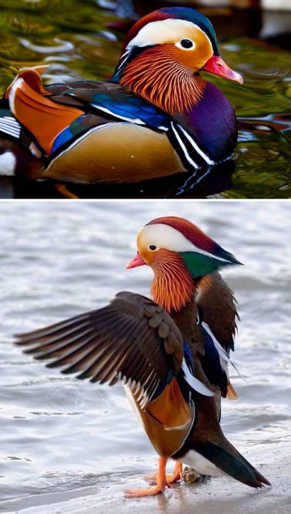 45 Adorable ducks in their happiest and blessed moments
