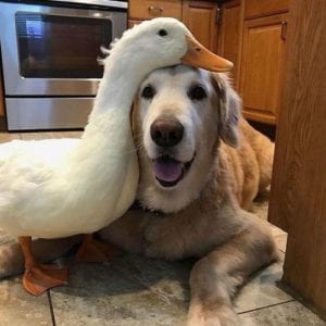 45 Adorable ducks in their happiest and blessed moments