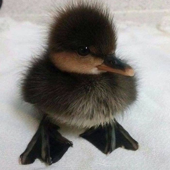 45 Adorable ducks in their happiest and blessed moments