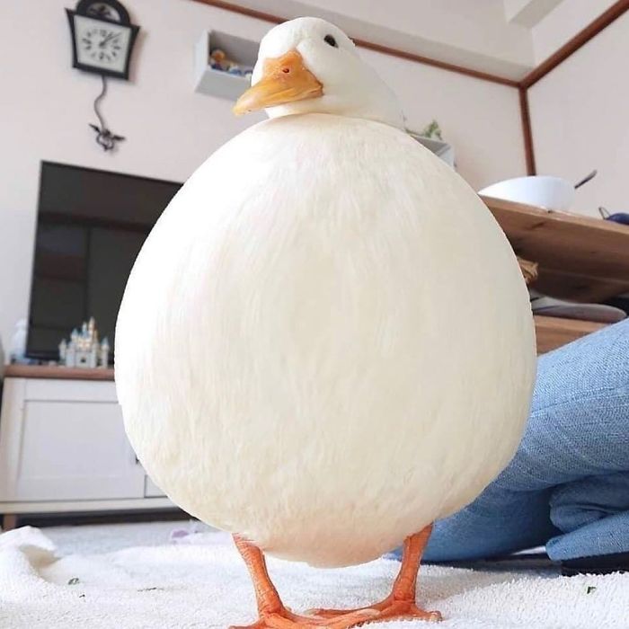 45 Adorable ducks in their happiest and blessed moments