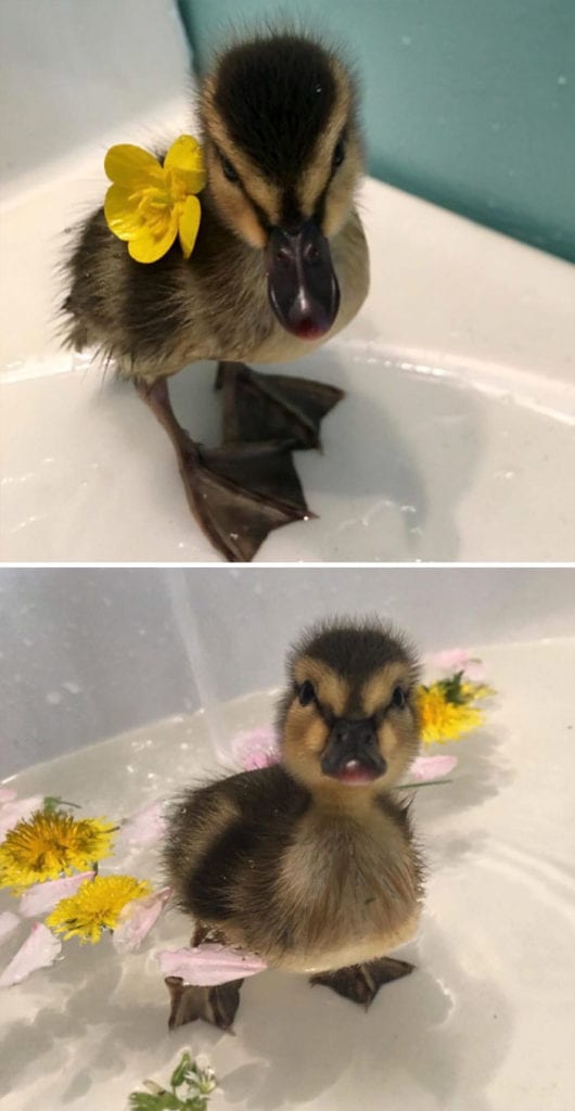 45 Adorable ducks in their happiest and blessed moments
