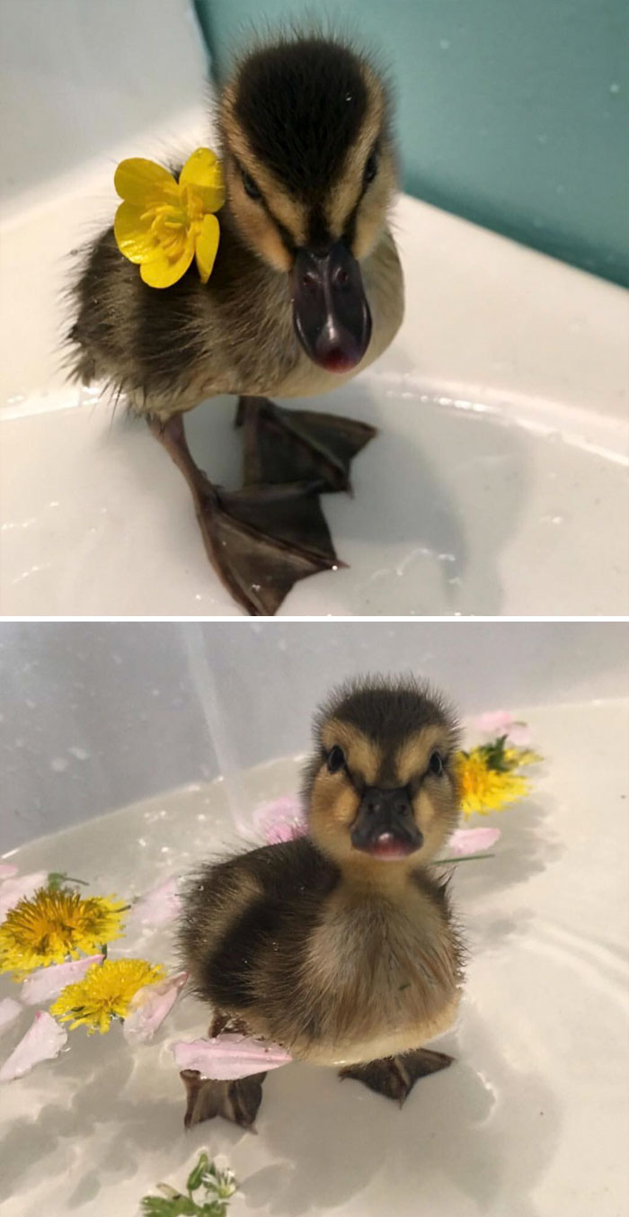 45 Adorable ducks in their happiest and blessed moments
