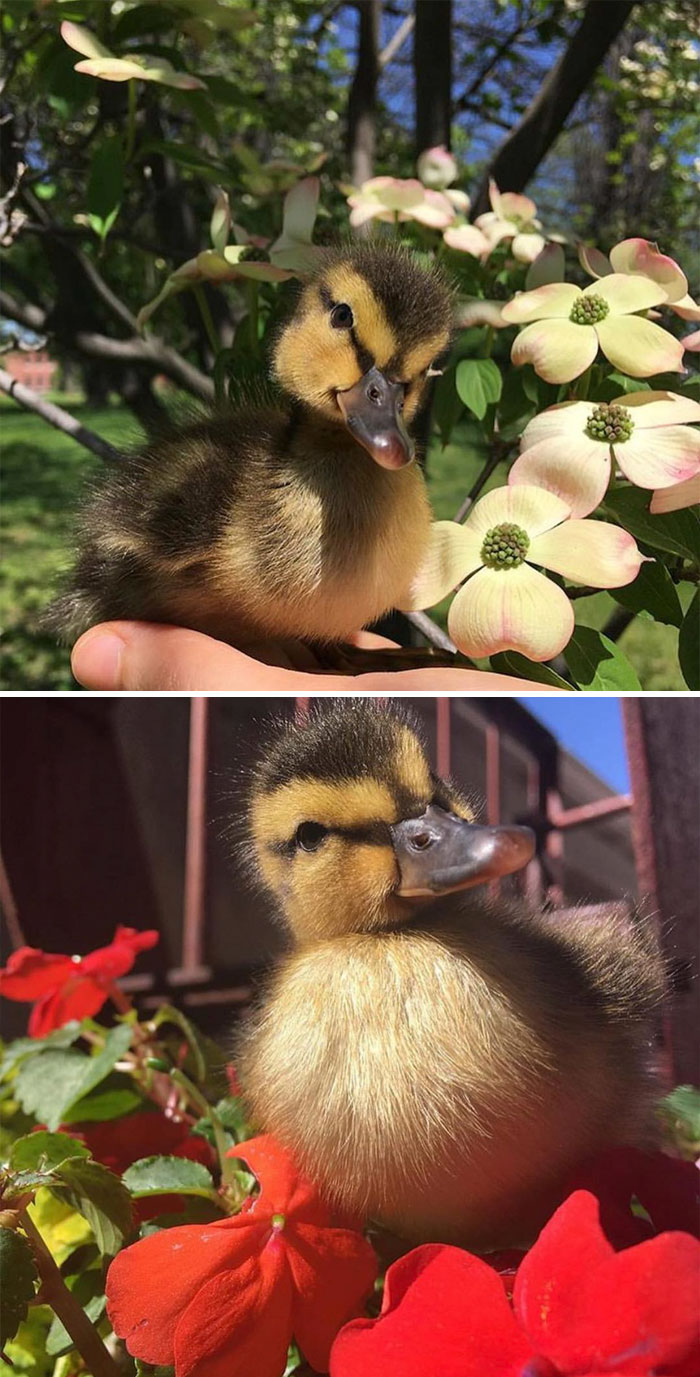 45 Adorable ducks in their happiest and blessed moments