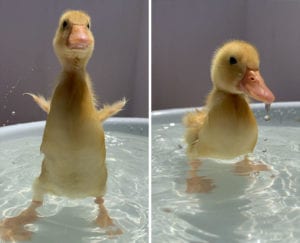 45 Adorable ducks in their happiest and blessed moments