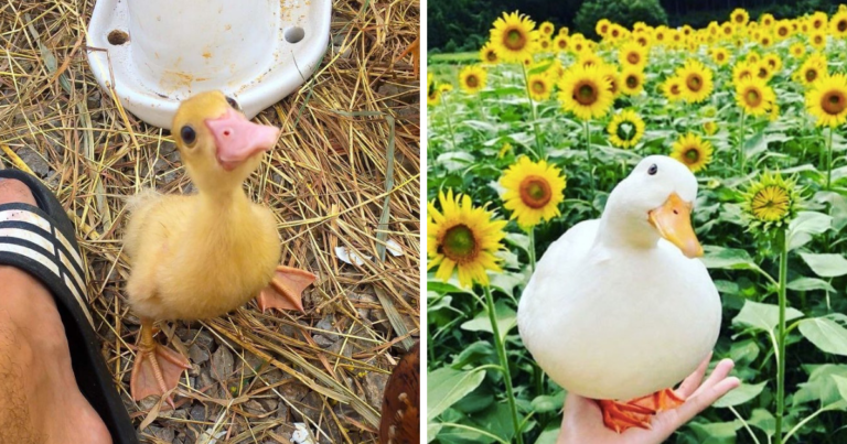 45 Adorable ducks in their happiest and blessed moments