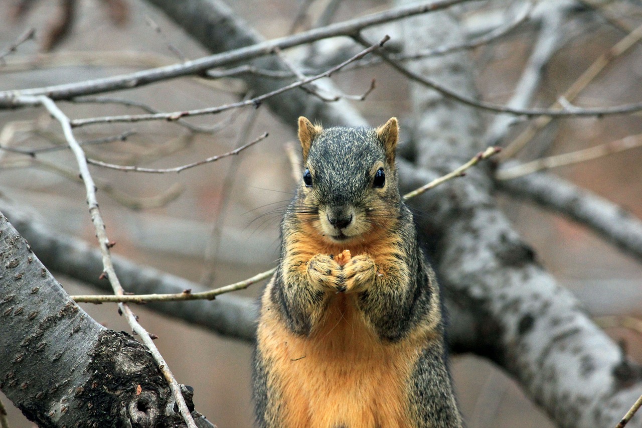 30 amazing animals facts that will make you feel warm and fuzzy inside