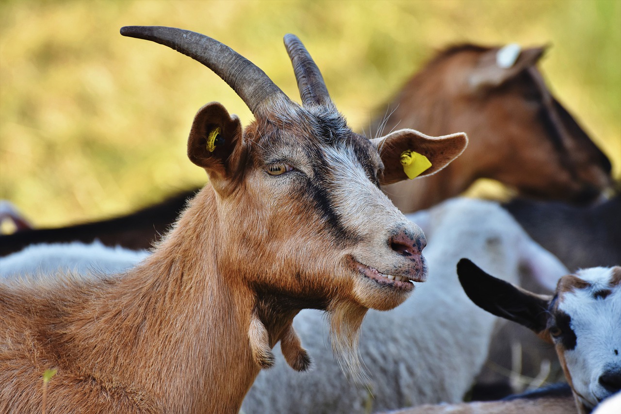 30 amazing animals facts that will make you feel warm and fuzzy inside