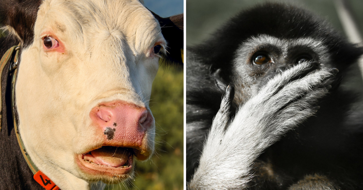 30 amazing animals facts that will make you feel warm and fuzzy inside