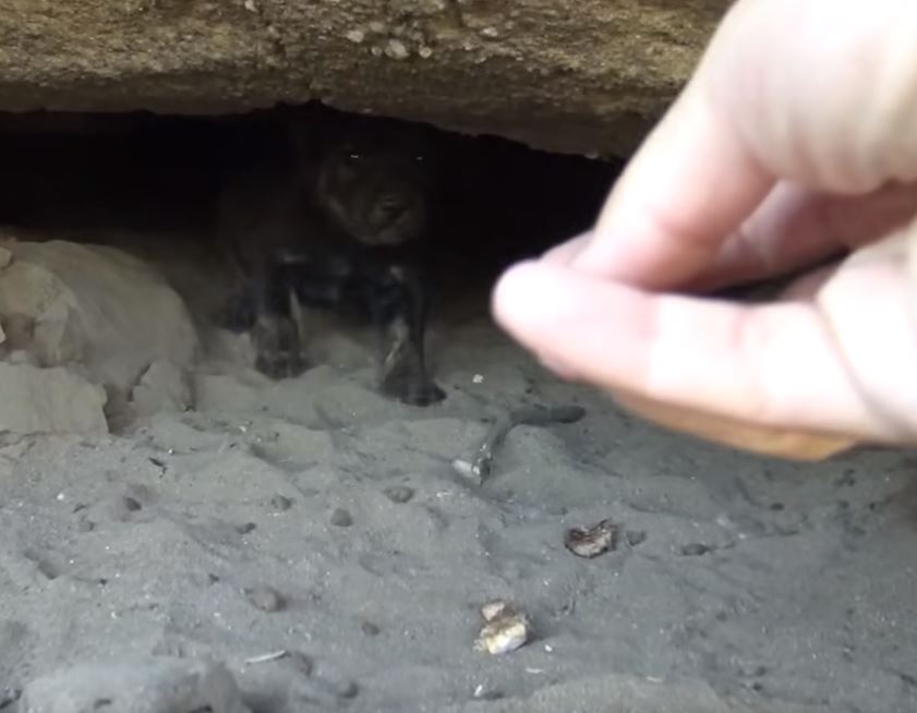 Dangerous Rescue Footage Of 9 Puppies Trapped 18 Feet Underground