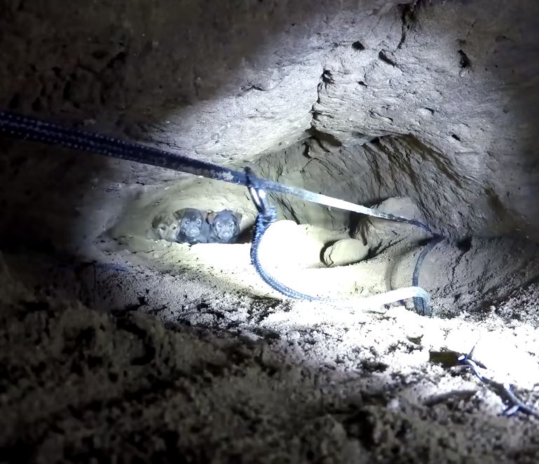 Dangerous Rescue Footage Of 9 Puppies Trapped 18 Feet Underground