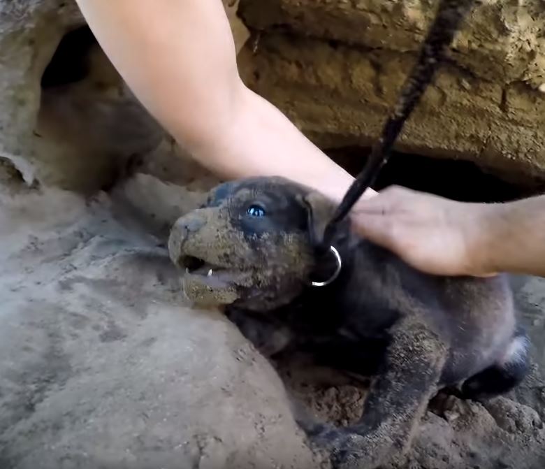 Dangerous Rescue Footage Of 9 Puppies Trapped 18 Feet Underground