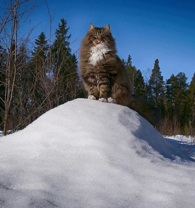 50 adorably round Norwegian cats living their best lives — winter edition