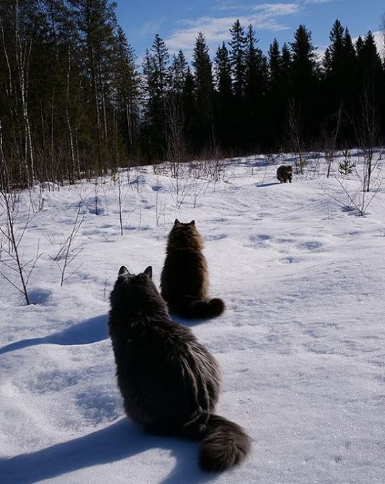 50 adorably round Norwegian cats living their best lives — winter edition