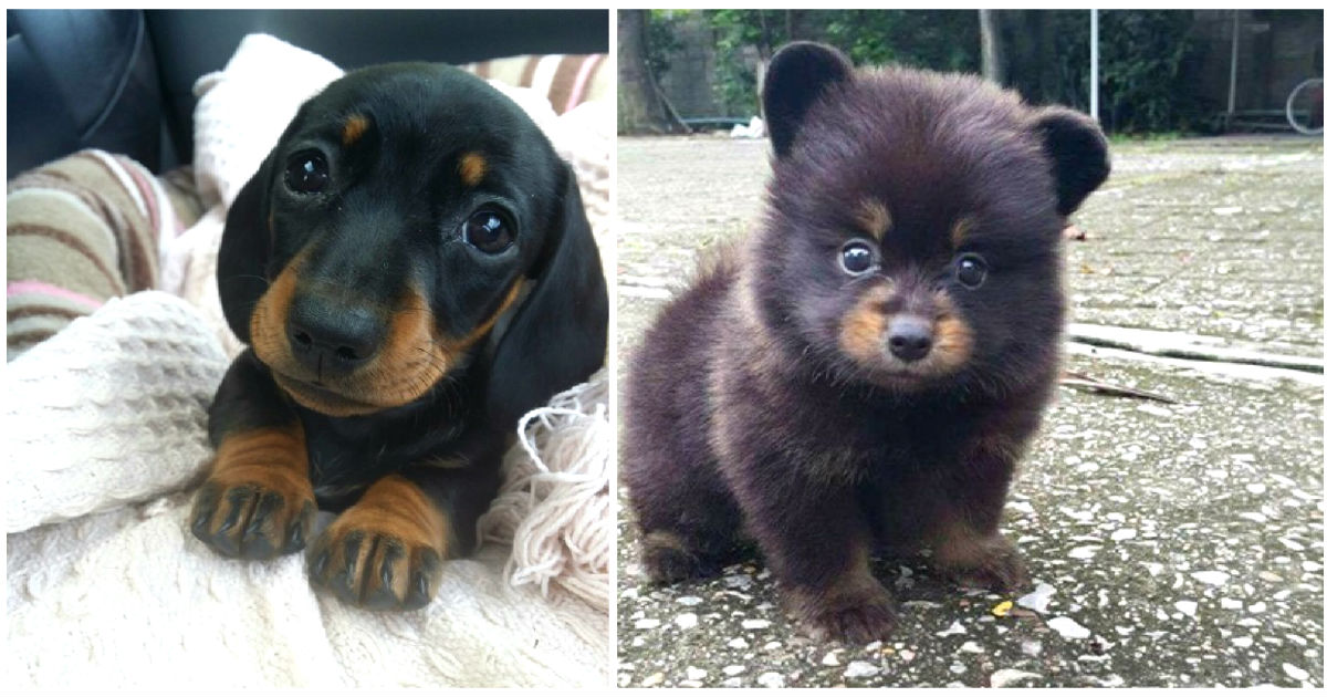 75 puppies that are so cute they don't even look real