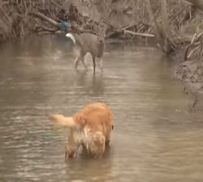 Dog And Deer Meet With Heartwarming Interaction
