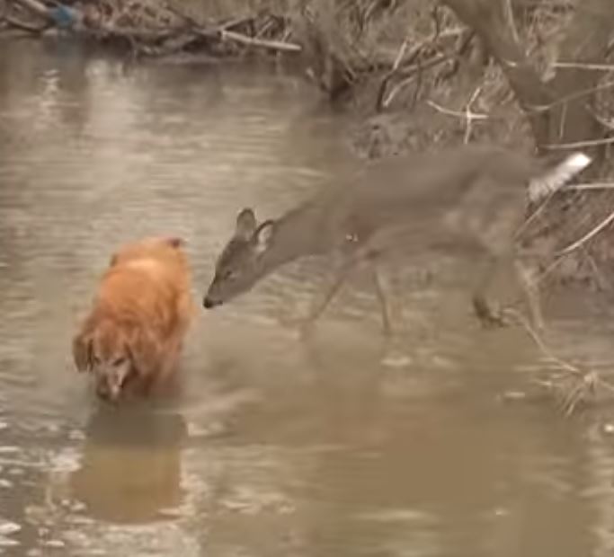 Dog And Deer Meet With Heartwarming Interaction