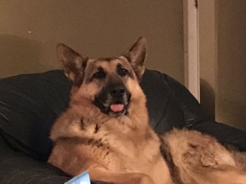 Grieving owner knows mailman always brings treats for late dog, leaves ...