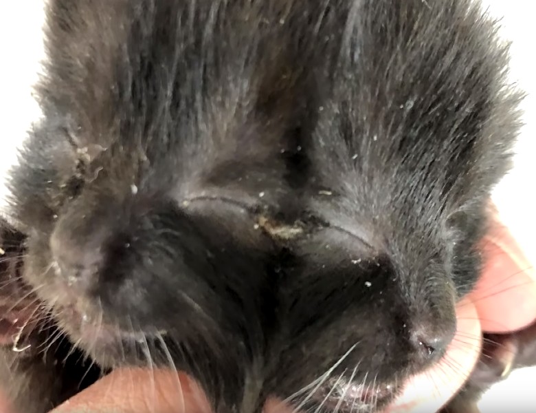 Doctor takes in rare kitten born with two faces
