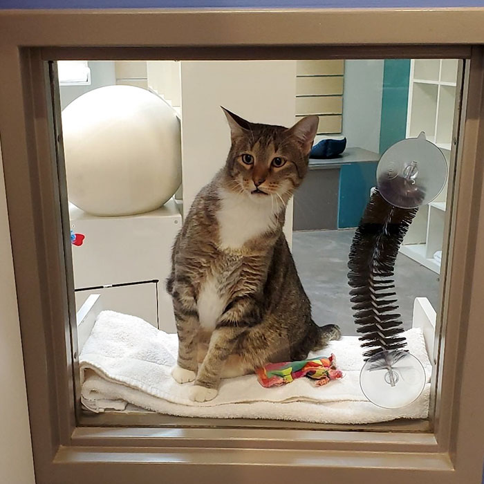 Cat locked up in solitary confinement for letting the other shelter ...