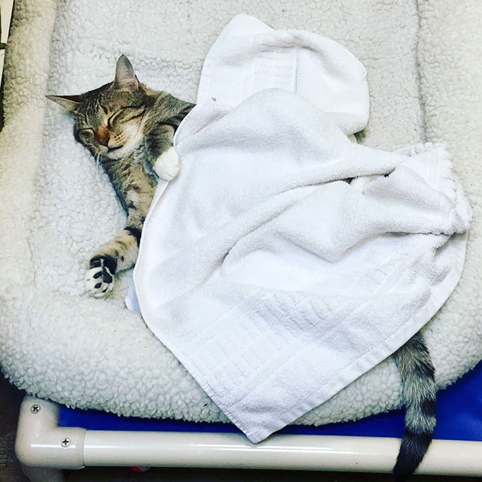 Cat locked up in solitary confinement for letting the other shelter ...