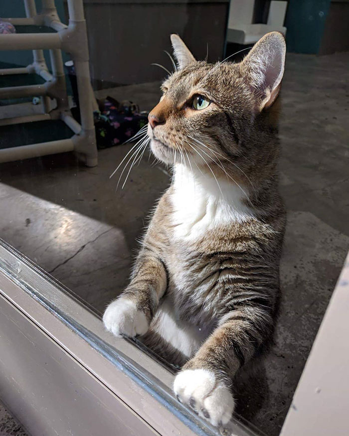 Cat locked up in solitary confinement for letting the other shelter ...