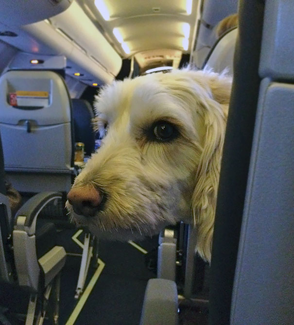 75 of the cutest passengers to ever step foot on a plane