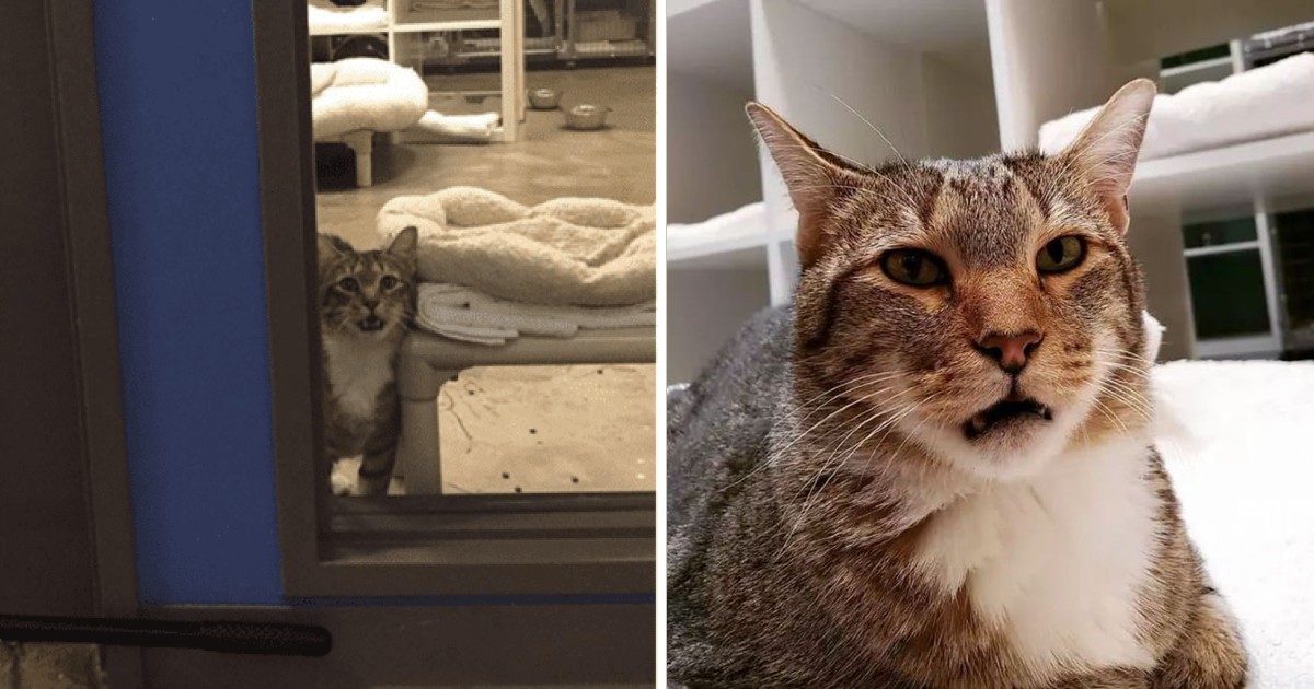 Cat locked up in solitary confinement for letting the other shelter ...