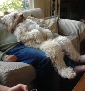 Funny Pets Behaving Like Humans