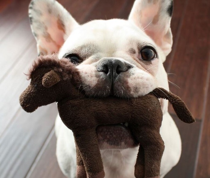75 puppies that are so cute they don't even look real