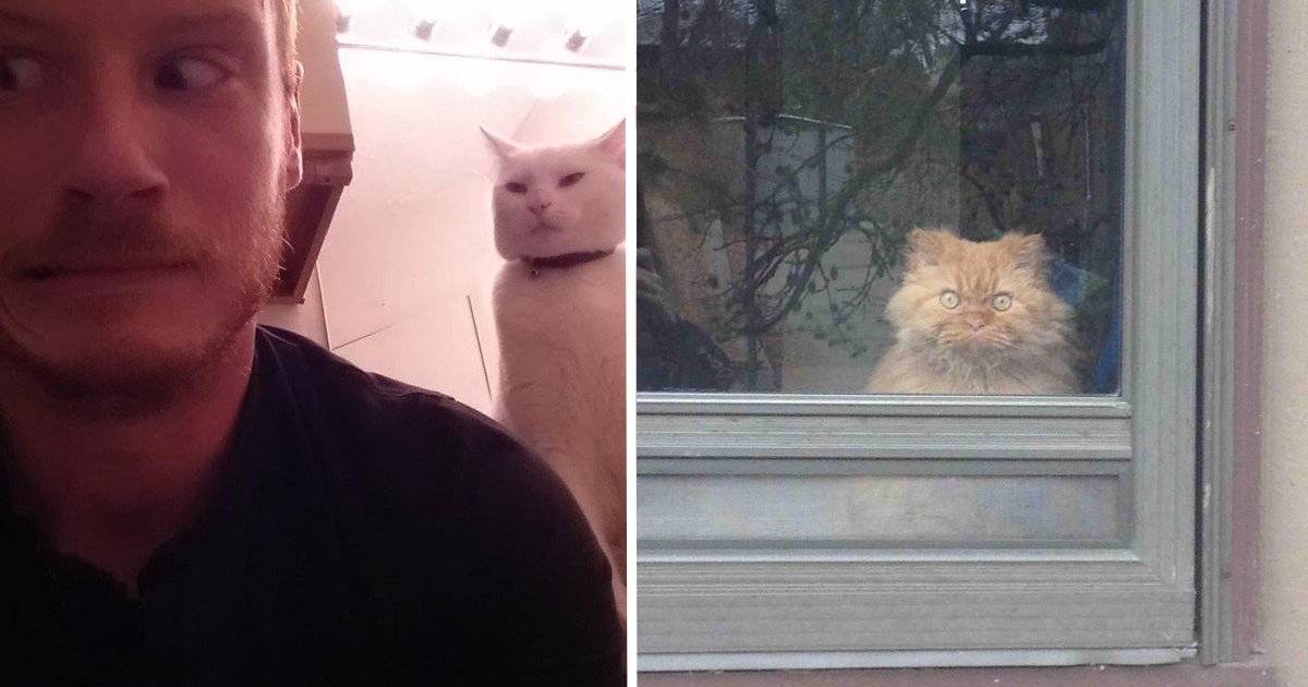 70 cats that are most likely trying to take over the world or plan a hit