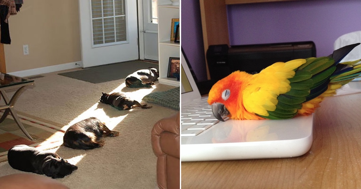 75 animals that are completely obsessed with warmth