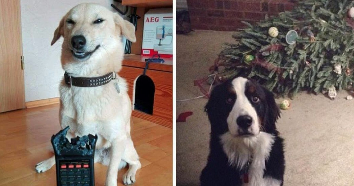 75 Times dogs were caught redhanded