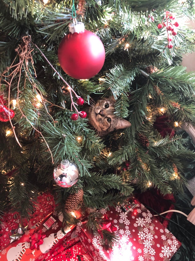 75 Cats helping their owners decorate Christmas trees