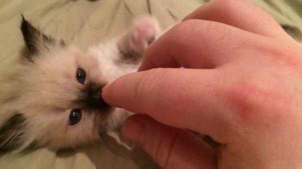 73 people holding tiny animals in their hands is cuteness overload