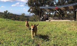 Woman rescues what she thinks is a fox or pup only he turns out to be ...