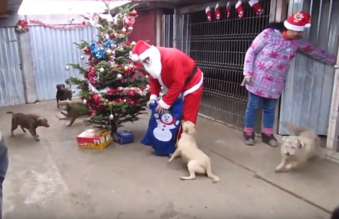 Santa appears at a long-term shelter — the dogs go wild over his bag of ...