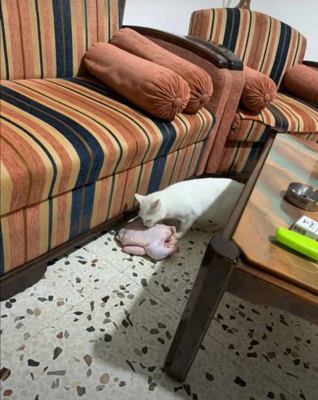 50+ Cats who are great at behaving like monsters