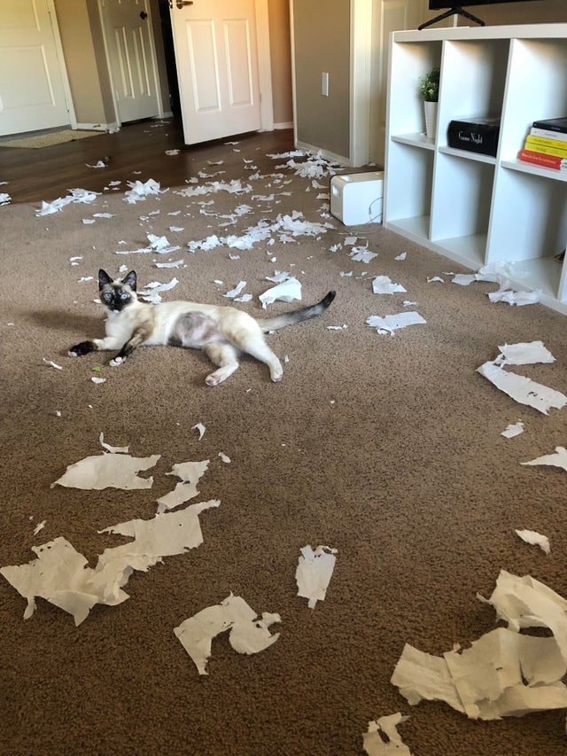 50+ Cats who are great at behaving like monsters