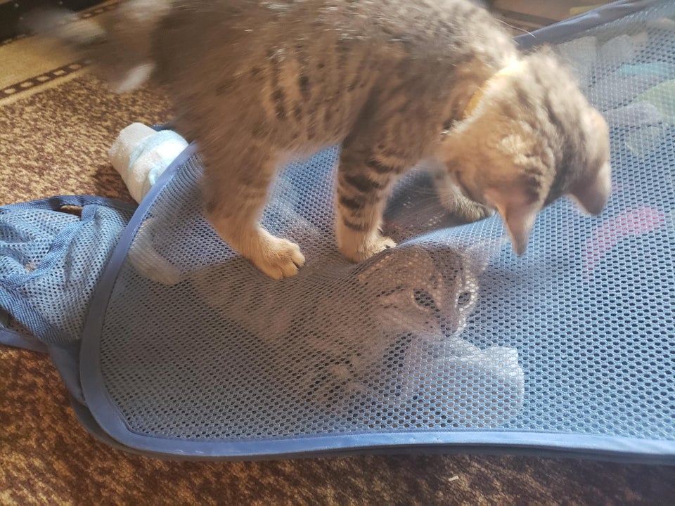 50+ Cats who are great at behaving like monsters