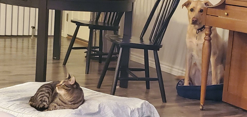 50+ Cats who are great at behaving like monsters