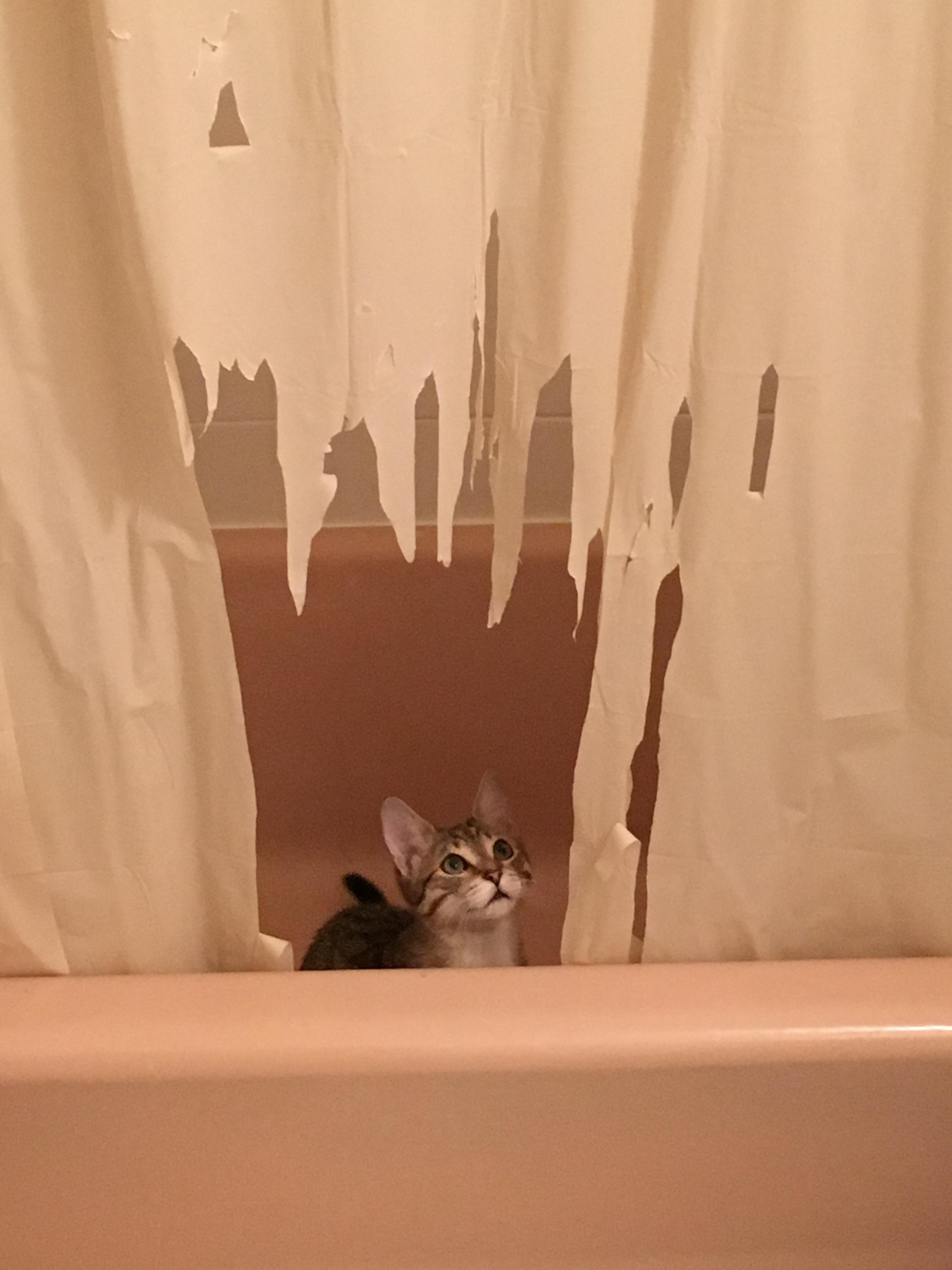 50+ Cats who are great at behaving like monsters